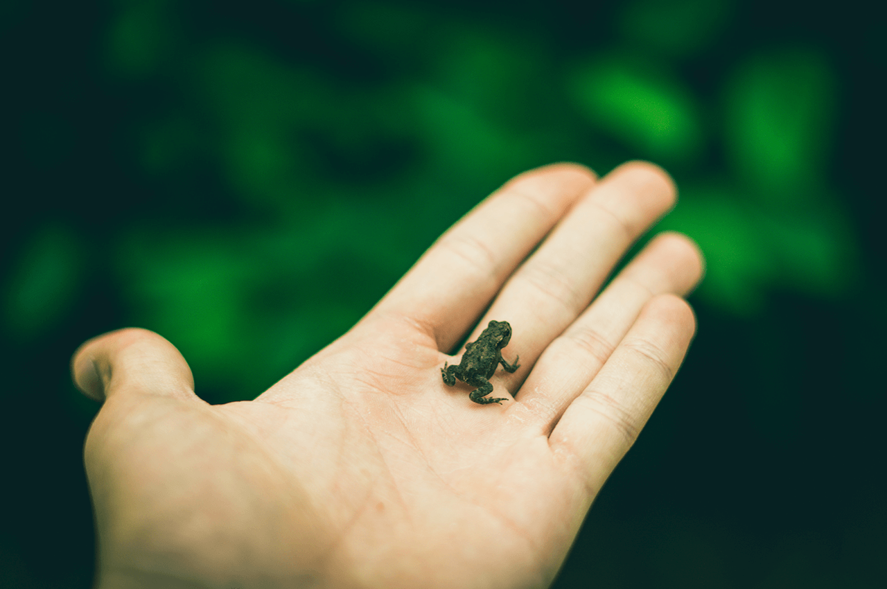 Eat a frog for breakfast and ask for another one ⌛️ TIMEHACK ...